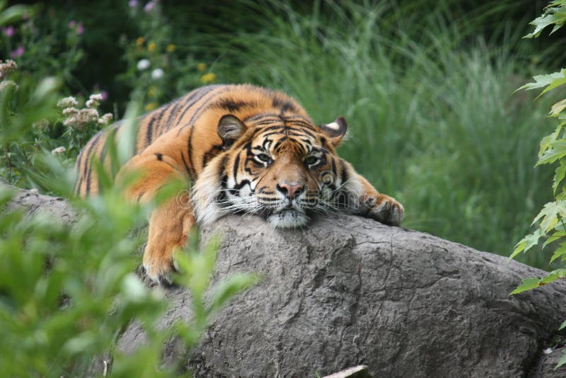 Tiger on the rocks stock image. Image of predator, lazy - 51802173