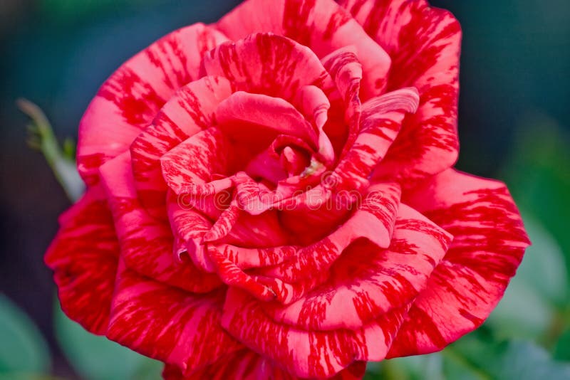 Tiger Rose Flower among Foliage Stock Image - Image of orange, flora ...