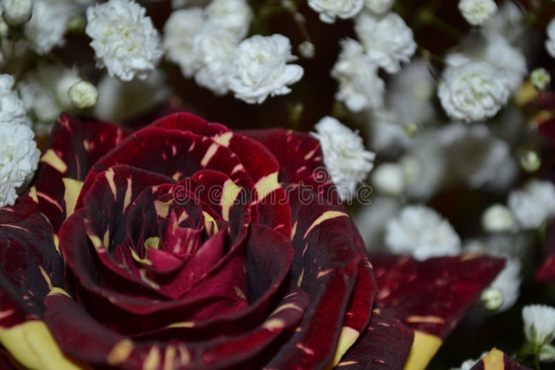 Tiger Rose in Pale Pink and White Stock Image - Image of bright, beauty ...