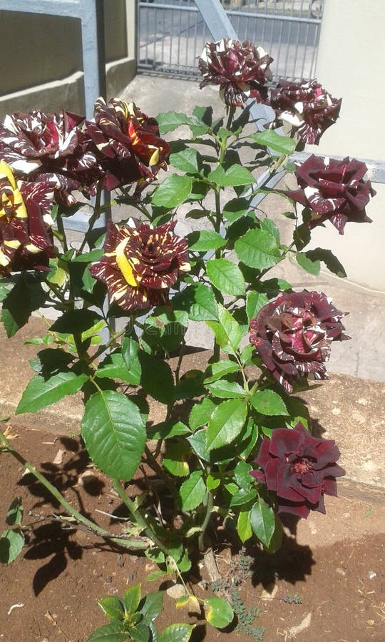 Tiger Roses, Yellow and Black Stock Image - Image of tger, reagions ...