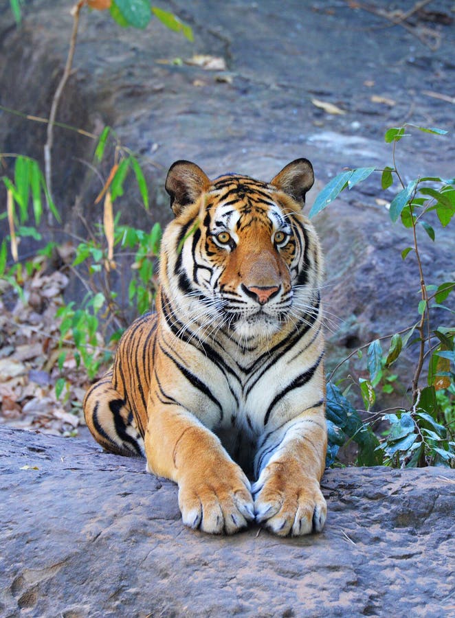 122 Royal Bengal Tiger Relax Stock Photos - Free & Royalty-Free Stock ...