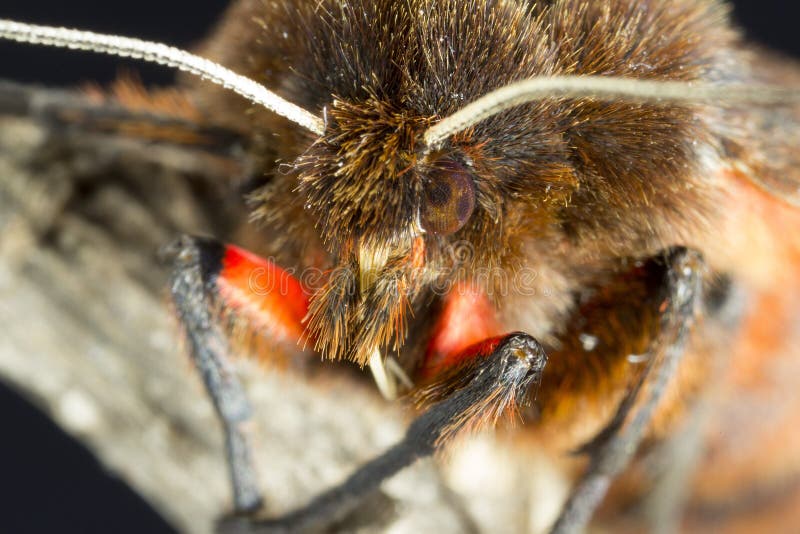 Tiger ruby moth close up stock image. Image of freshly - 51941743