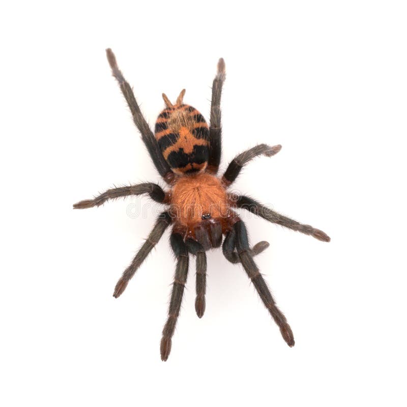Tiger Rump Tarantula Cyclosternum-fasciatum Stock Foto - Image of ...