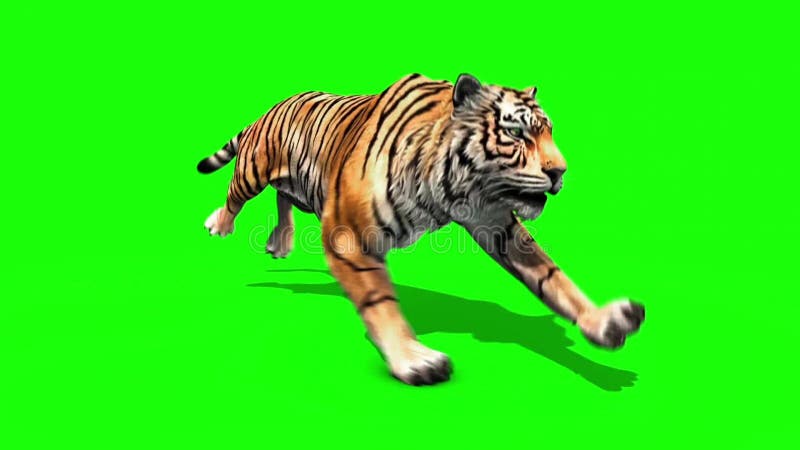 Tiger Run Animals Loop Close Up Green Screen 3D Rendering Animation ...