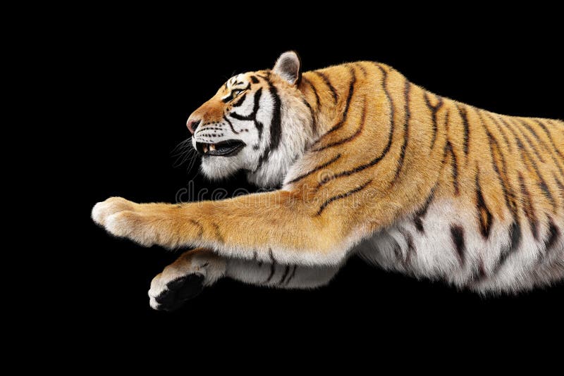 Tiger Run and Attack on Black Stock Photo - Image of roar, aggresive ...