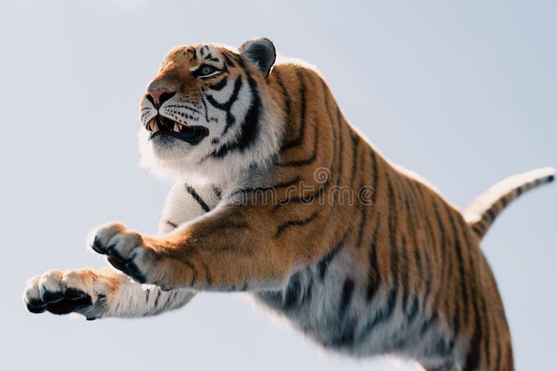 Tiger run and attack stock image. Image of outdoors - 246966043