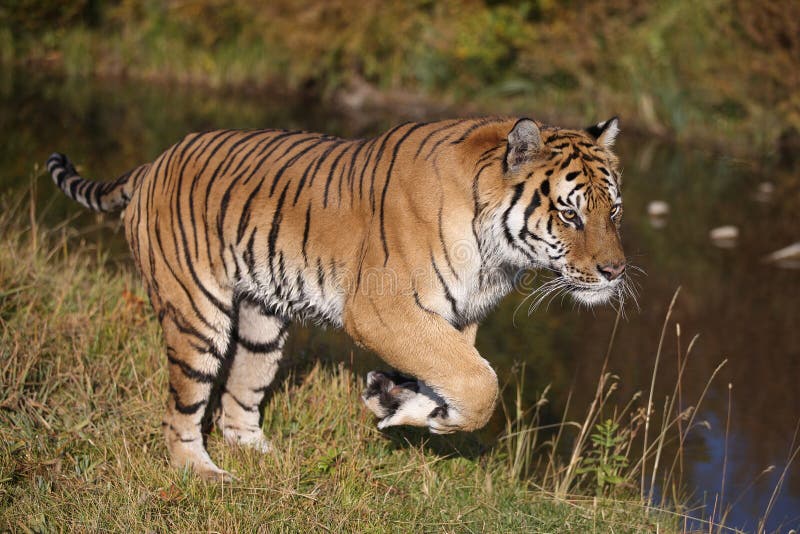 Tiger running stock photo. Image of hunt, aggressive - 26810794