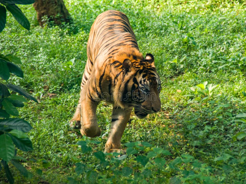 Jakarta June 2021 - Tiger Running Around the Forest Stock Image - Image ...