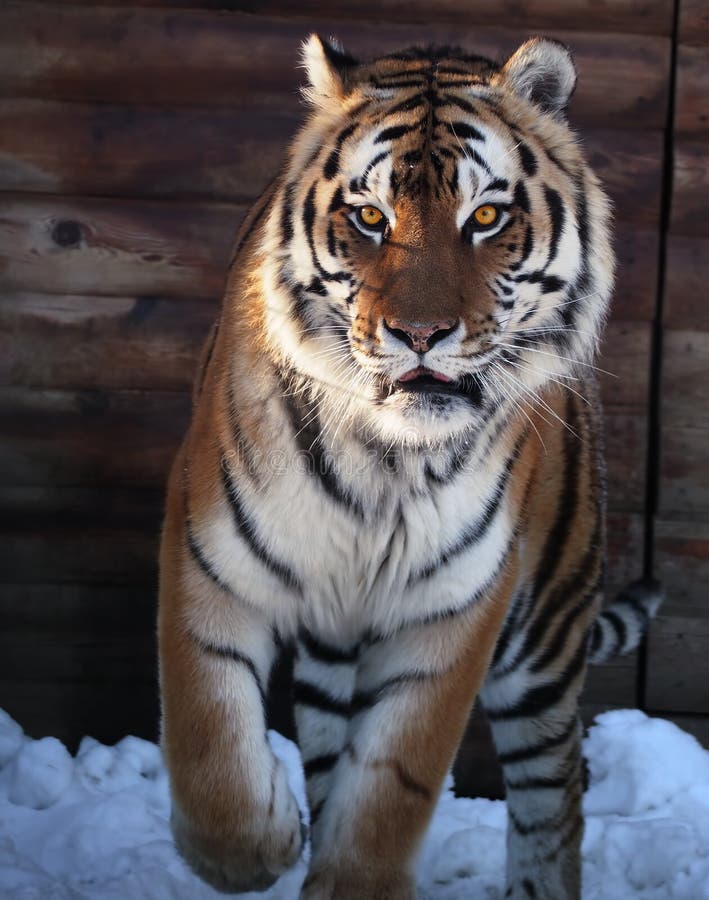 Tiger Running at Camera Full Size Stock Photo - Image of black ...