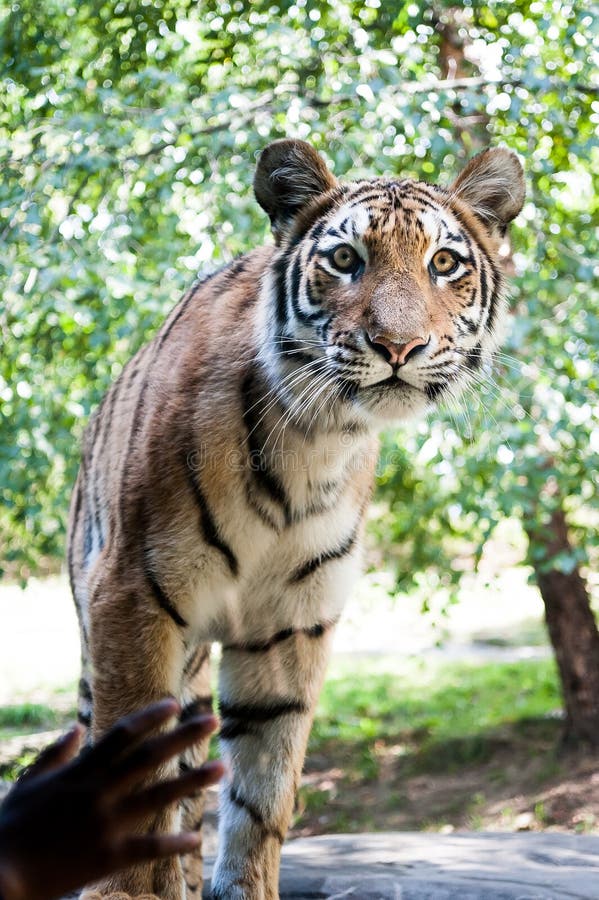 Tiger stock image. Image of looking, gamepark, hunting - 60168769