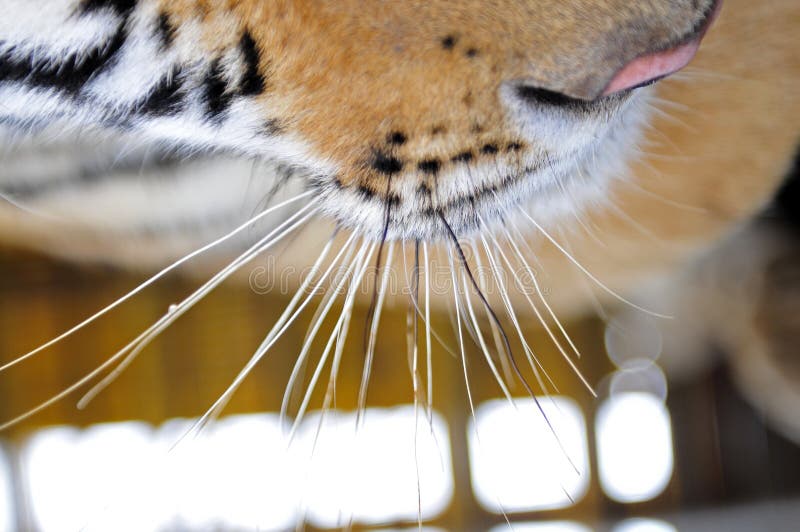 The Tiger S Beard Close-up Pictures Stock Illustration - Illustration ...