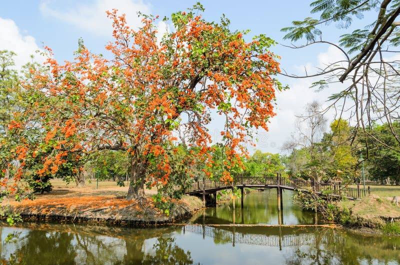 Tiger s claw in the park stock image. Image of bridge - 40610759