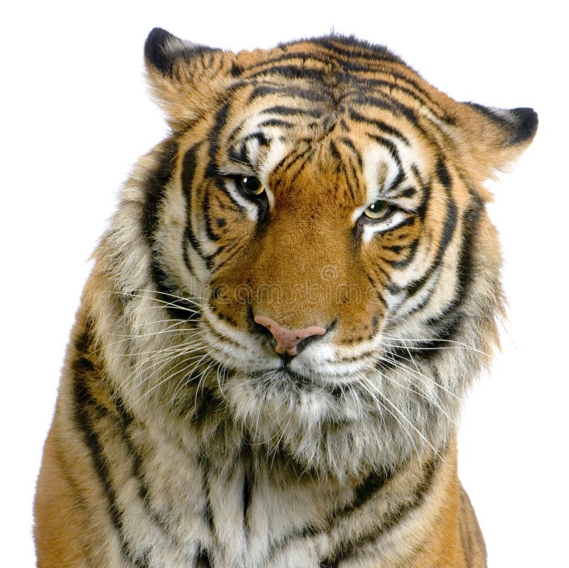 Face Tiger