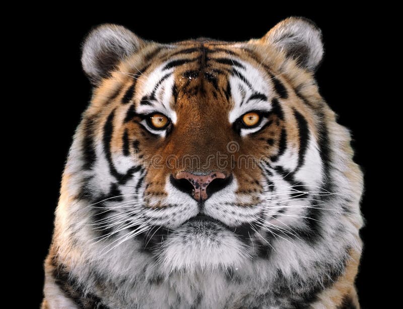 Tiger`s Face Close Up Isolated at Black Looking at Camera Stock Photo ...
