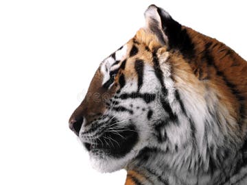 1,282 Tiger Head Profile Stock Photos - Free & Royalty-Free Stock ...