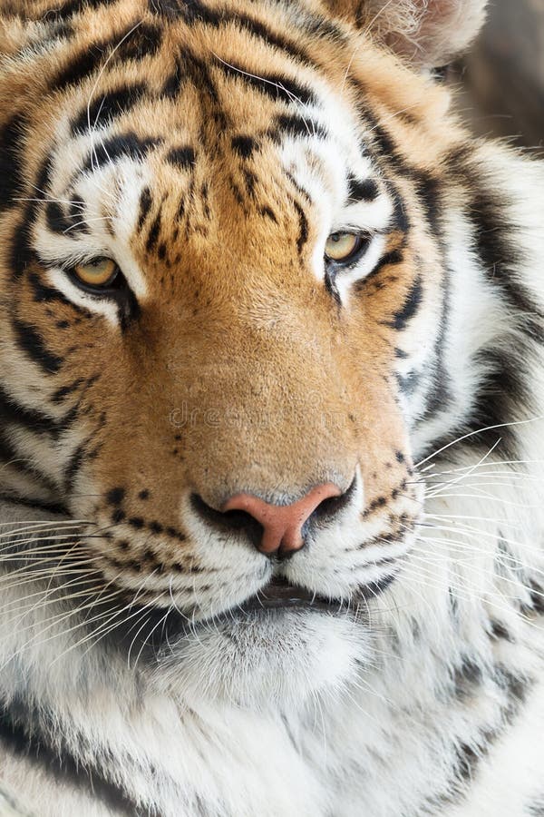 Tiger`s face stock image. Image of furry, calm, grace - 135488187