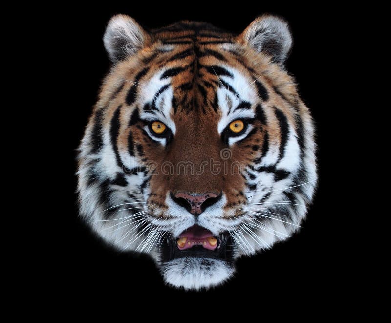 Tiger Face Hd Majestic Tiger Face Closeup High Resolution Royal