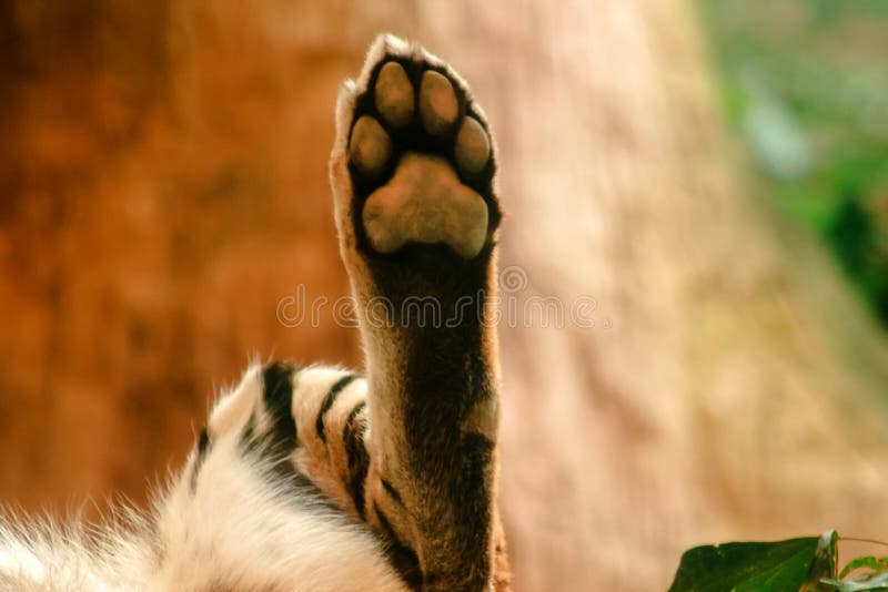 Real Tiger Paw Front