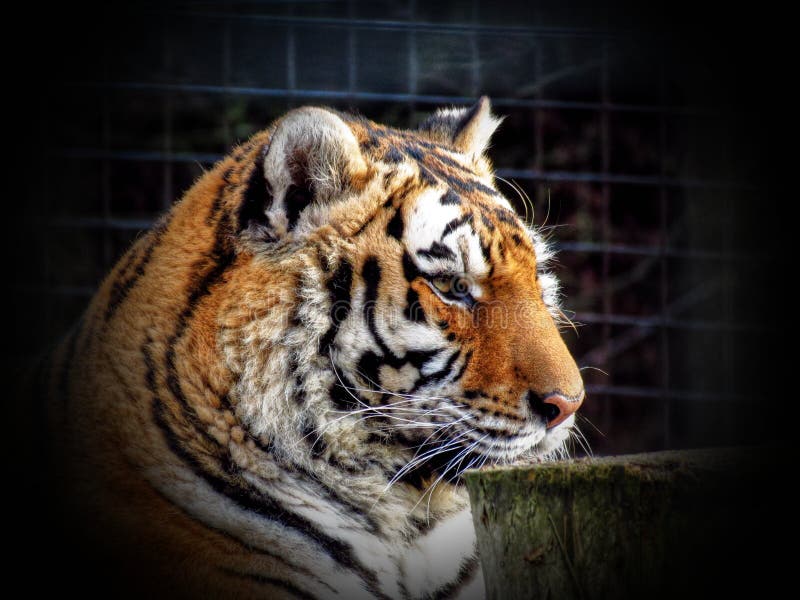 Tiger S Head, Tiger in a Cage Behind Bars in a Zoo Stock Photo - Image ...