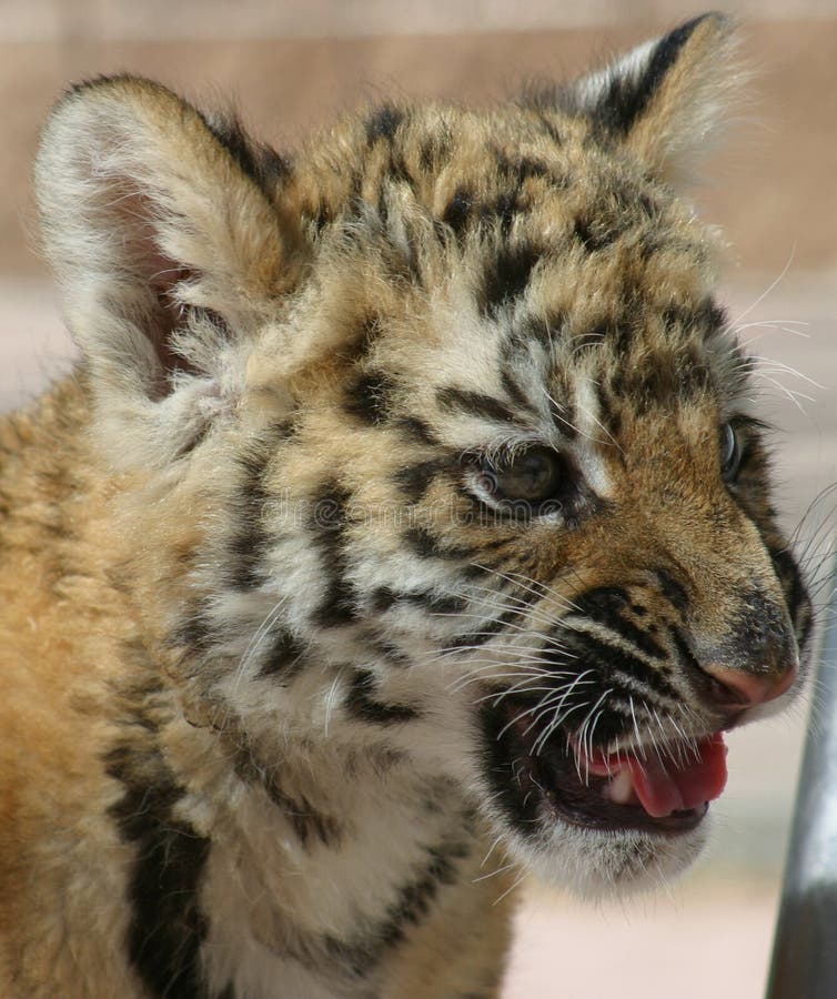 Tiger s look 2 stock photo. Image of young, small, hues - 8692108