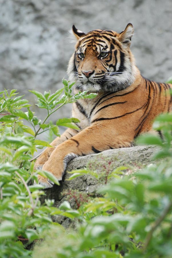 Tiger stock photo. Image of animal, rest, tiger, mammal - 63469746
