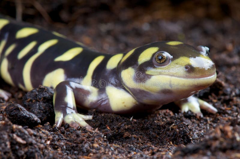 Large Mole Salamander Stock Photos - Free & Royalty-Free Stock Photos ...