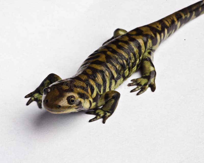 Tiger Salamander stock photo. Image of slimy, smile, water - 22980672