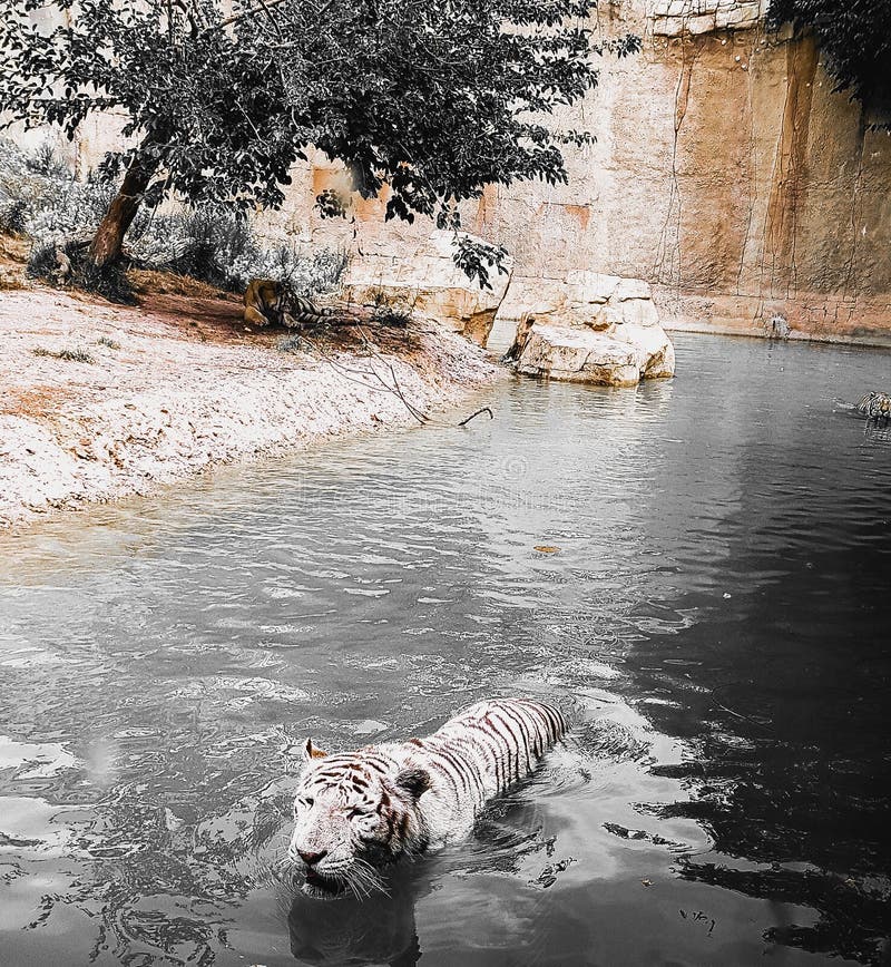 Tiger sanctuary stock photo. Image of black, chilling - 121725982