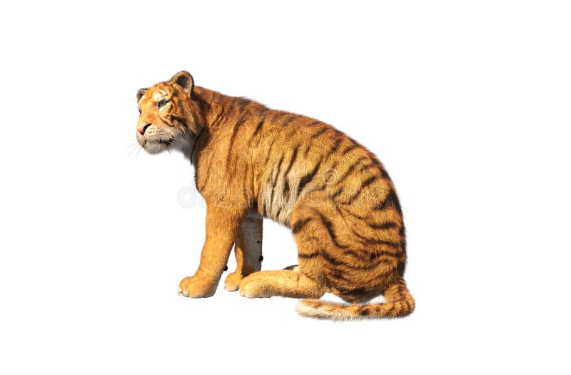 Tiger Seated Looking Left Isolated on White Stock Illustration ...