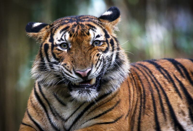 A Tiger is Seen Sitting on the Bench Stock Photo - Image of eyes, kuala ...