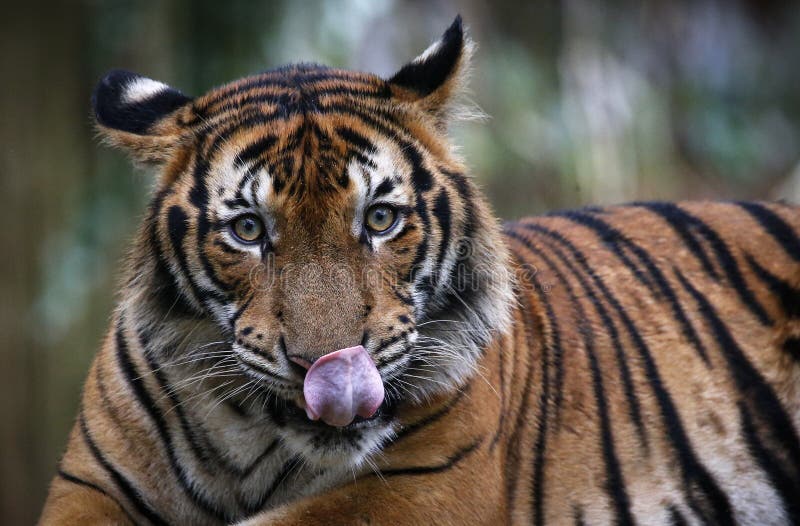 249 Tiger Bench Stock Photos - Free & Royalty-Free Stock Photos from ...