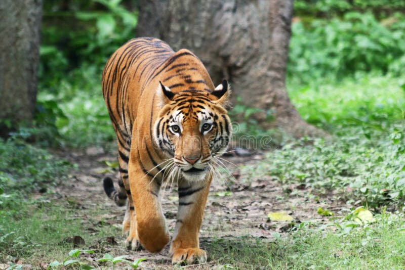 Tiger Walking Towards Camera Stock Photo - Image of walking, straight ...