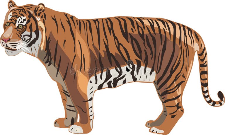 Sumatran Tiger Illustration Stock Illustrations – 417 Sumatran Tiger ...