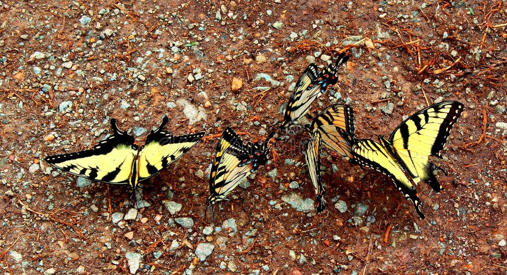 Tiger Shallowtails stock image. Image of yellow, stripes - 31835325