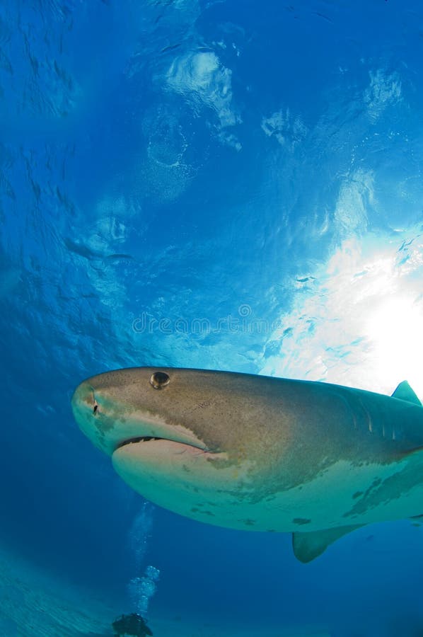 Tiger Shark stock image. Image of extreme, depth, nature - 12205997