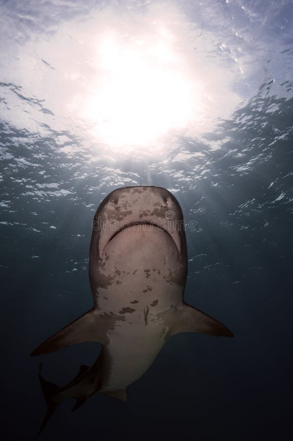 Colorful Macaw stock image. Image of animal, blue, cute - 9420543