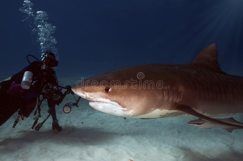 Tiger Shark stock photo. Image of ocean, blue, diver - 15982180