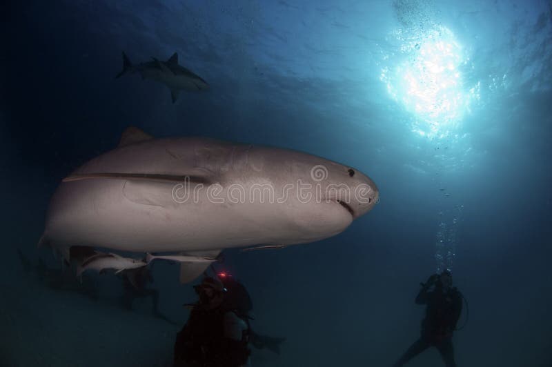 Tiger Shark stock image. Image of shark, bottom, wilderness - 27146397