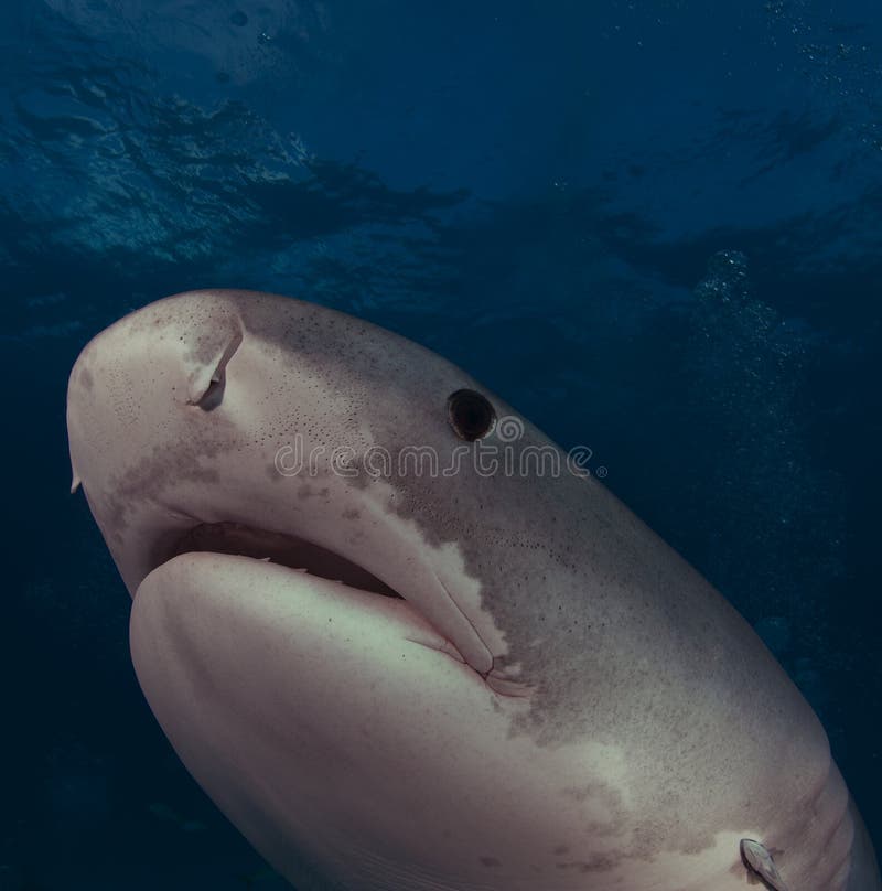 Tiger Shark Side View stockbild. Bild von tropisch, unterseeisch - 63753953