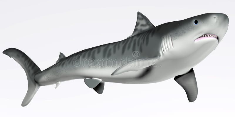 Tiger Shark Side View stockbild. Bild von tropisch, unterseeisch - 63753953