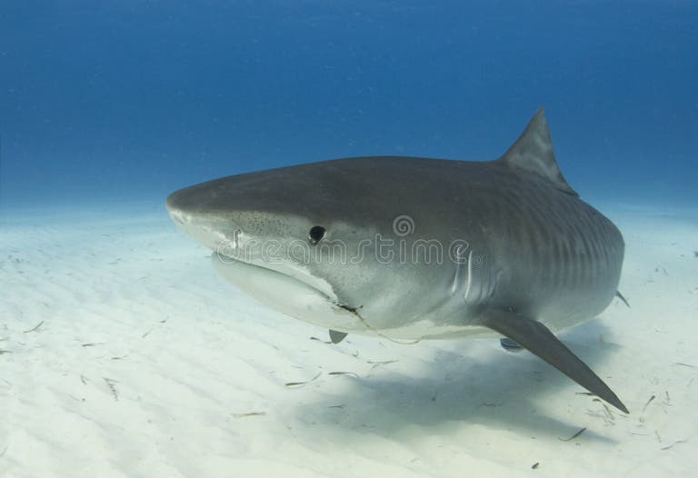 Tiger Shark Closeup Profile Stock Image - Image of marine, ocean: 7312947