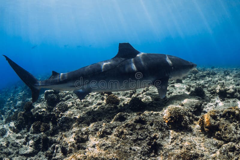 Tiger Shark on Deep in Ocean. Diving with Dangerous Tiger Sharks Stock ...