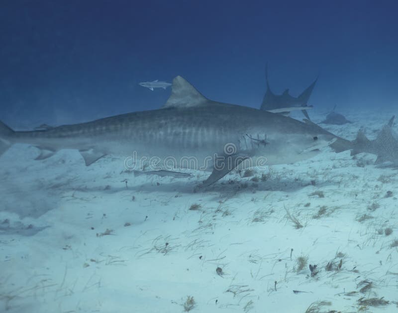 A Tiger Shark (Galeocerdo Cuvier) in Bimini Stock Image - Image of ...