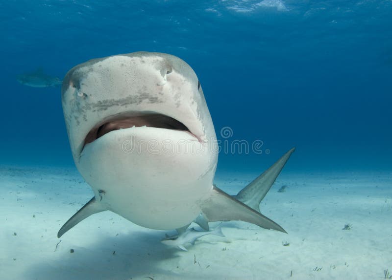 Tiger Shark Nose Up stock photo. Image of ocean, marine - 12420746