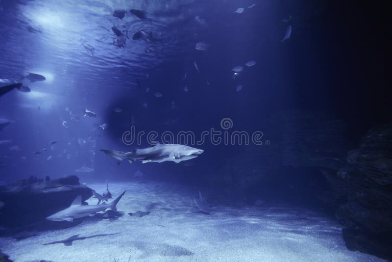 Tiger Shark in the Ocean Surrounded by Fish Stock Image - Image of ...