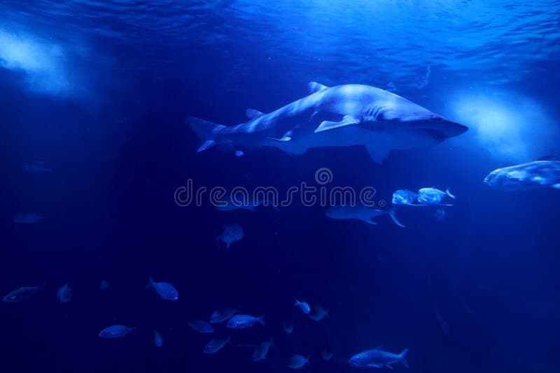 Tiger Shark in the Ocean Surrounded by Fish Stock Image - Image of ...