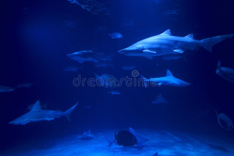 Tiger Shark in the Ocean Surrounded by Fish Stock Image - Image of ...