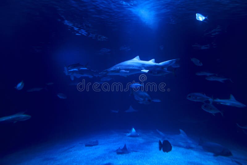 Tiger Shark in the Ocean Surrounded by Fish Stock Photo - Image of sand ...