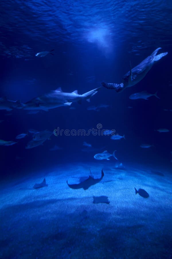 Tiger Shark in the Ocean Surrounded by Fish Stock Image - Image of cave ...