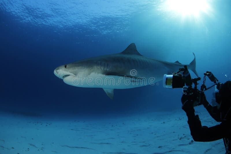 Tiger Shark stock image. Image of marine, bottom, tigershark - 144212369